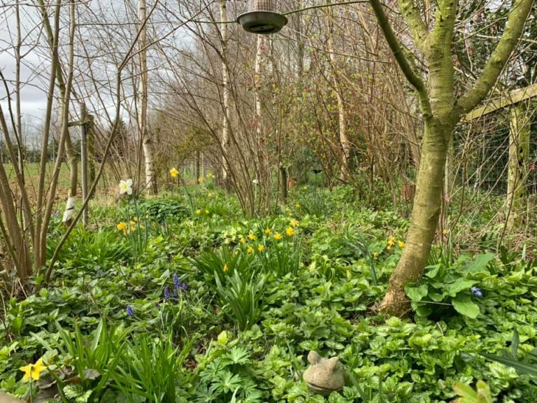 Small Woodland - PJ Dolman Landscape and Gardening Services